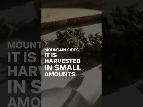 World Famous Tea: Where Does Organic 100% Greek Mountain Tea (Sideritis Scardica)Grow?