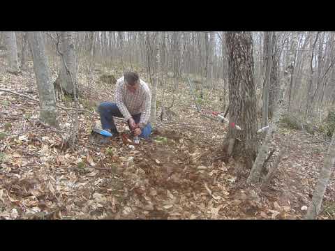 Treating Ash Trees to Protect from Emerald Ash Borer