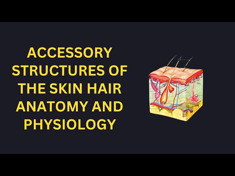 Accessory structures of the skin hair anatomy and physiology