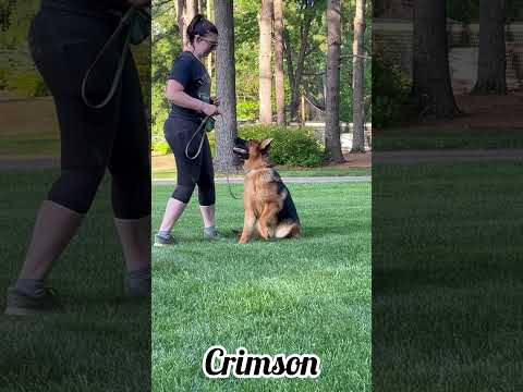 Crimson's Obedience Training - Mittelwest's Trained German Shepherds