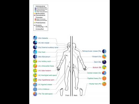Human microbiome | Wikipedia audio article