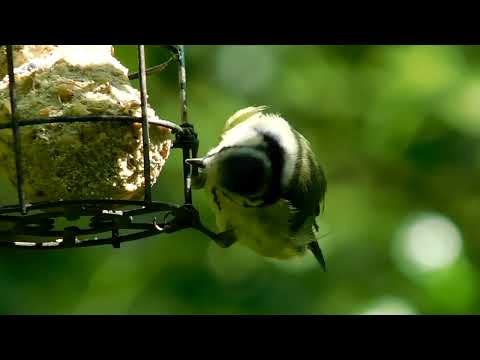 Birds at the Feeder