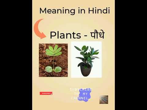 Plants Meaning in Hindi.#Shorts# jhakas Entertainment
