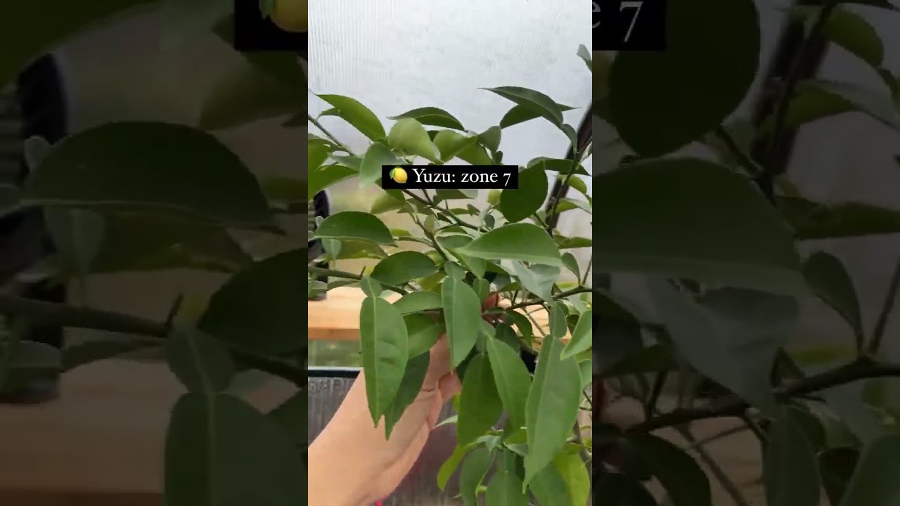Grow cold hardy citrus - yuzu, sudachi, kumquat
