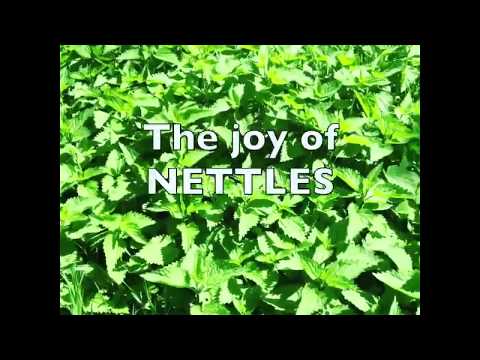 How to prepare nettles for cooking