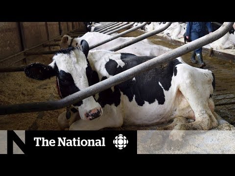 Cattle and dairy farmers fear new food guide could hurt industries