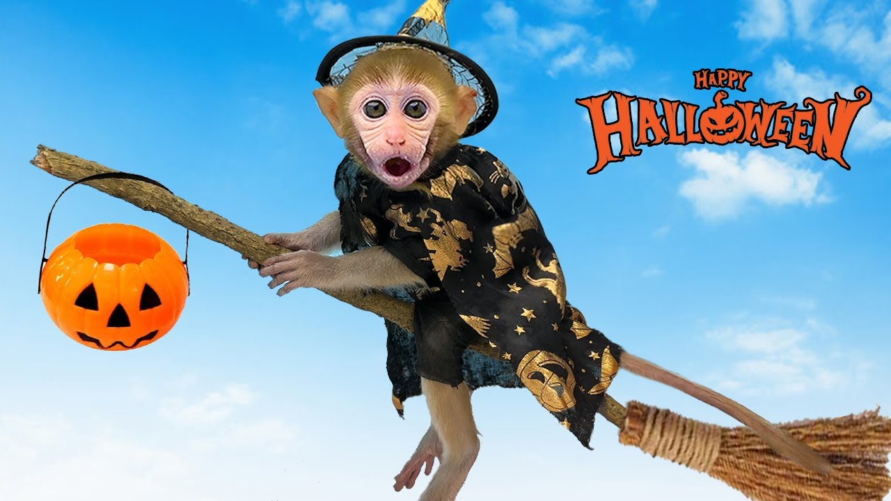 Monkey BonBon plays Monster Trucks in the bathtub and makes Halloween candy 🐒🛁🍭
