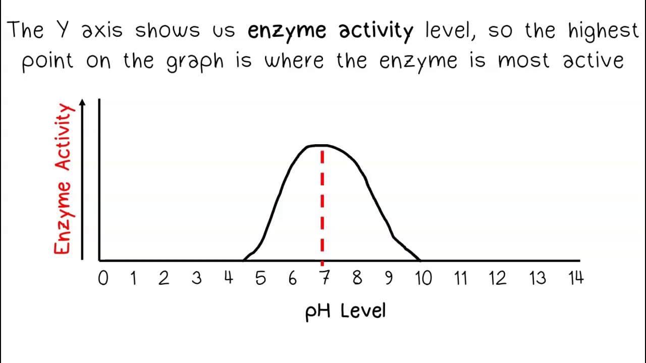 Enzymes Temperature Graphs