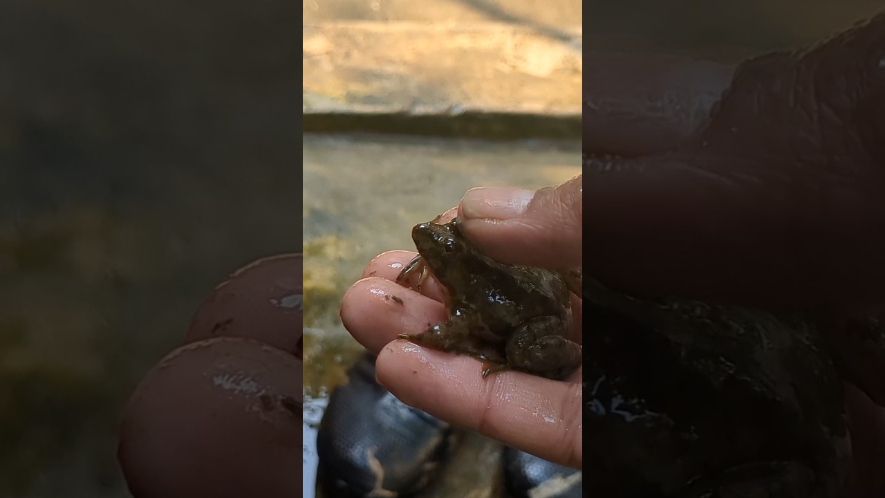 Frog Hops From Sink to Face, ||ViralHog #funnyvideo #college #turnipclub #santrampaljimaharaj