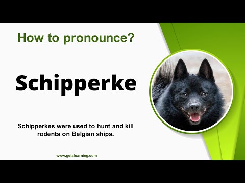 How to pronounce Schipperke in English correctly