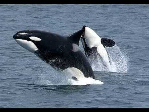 Water dwellers, Whales & Dolphins.
