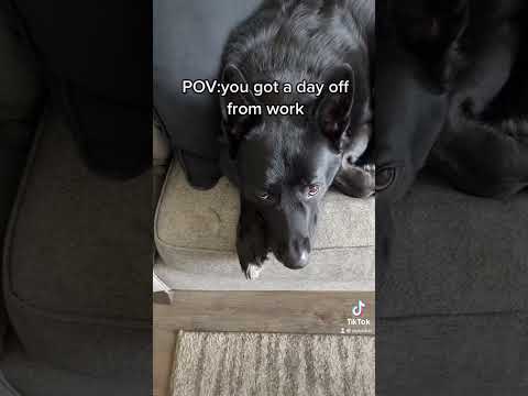 Happy Monday, if you gotta go to work……sucks to suck 😂🤣 #funny #shorts #viral