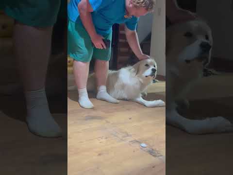 Callous Owner Runs Over Great Pyrenees Pup w/ No Remorse for Actions