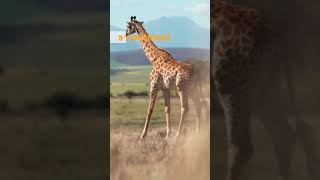 The most Populated Continents in the World