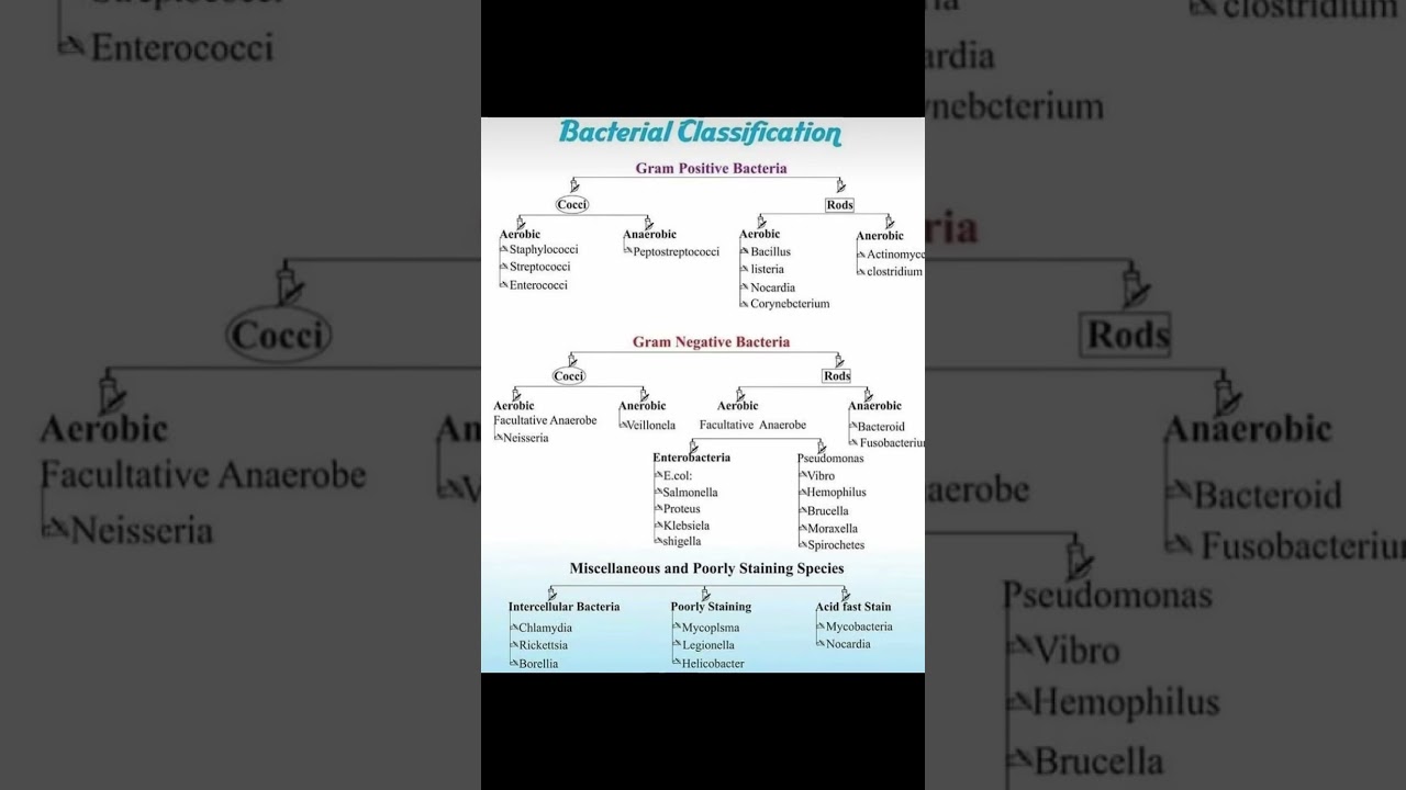 Bacterial Classification Gram positive and Negative #microbiology #medicalstudent #paramedical #mlt