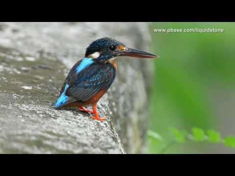 Paying Homage to Romy Ocon — Philippine Nature Photographer ...