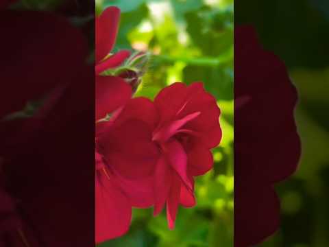 Neverovatno! Moje cveće je prelepo, cveta neprestalno! Pošaljite ljubiteljima cveća #organic #garden