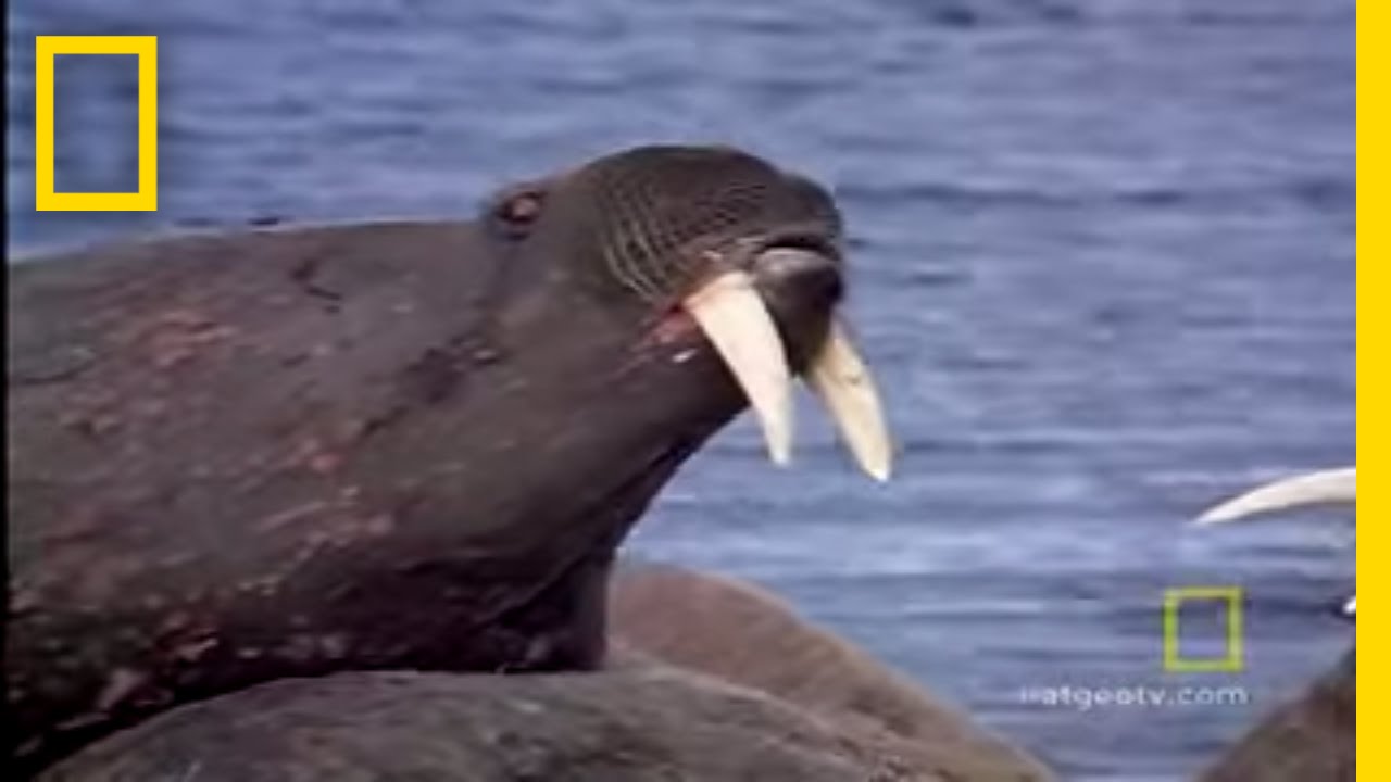 Animal Winter Games: Tusk Wrestling | National Geographic