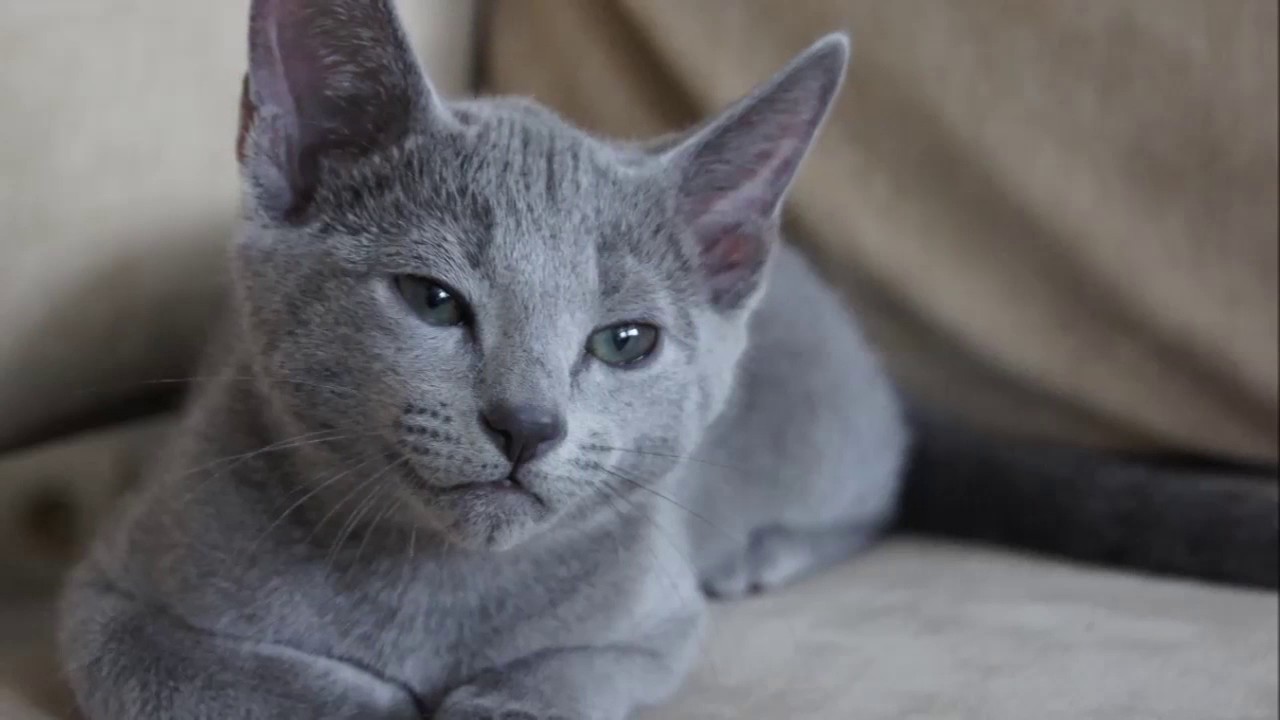 Russian Blue History,Personality,Health,Care