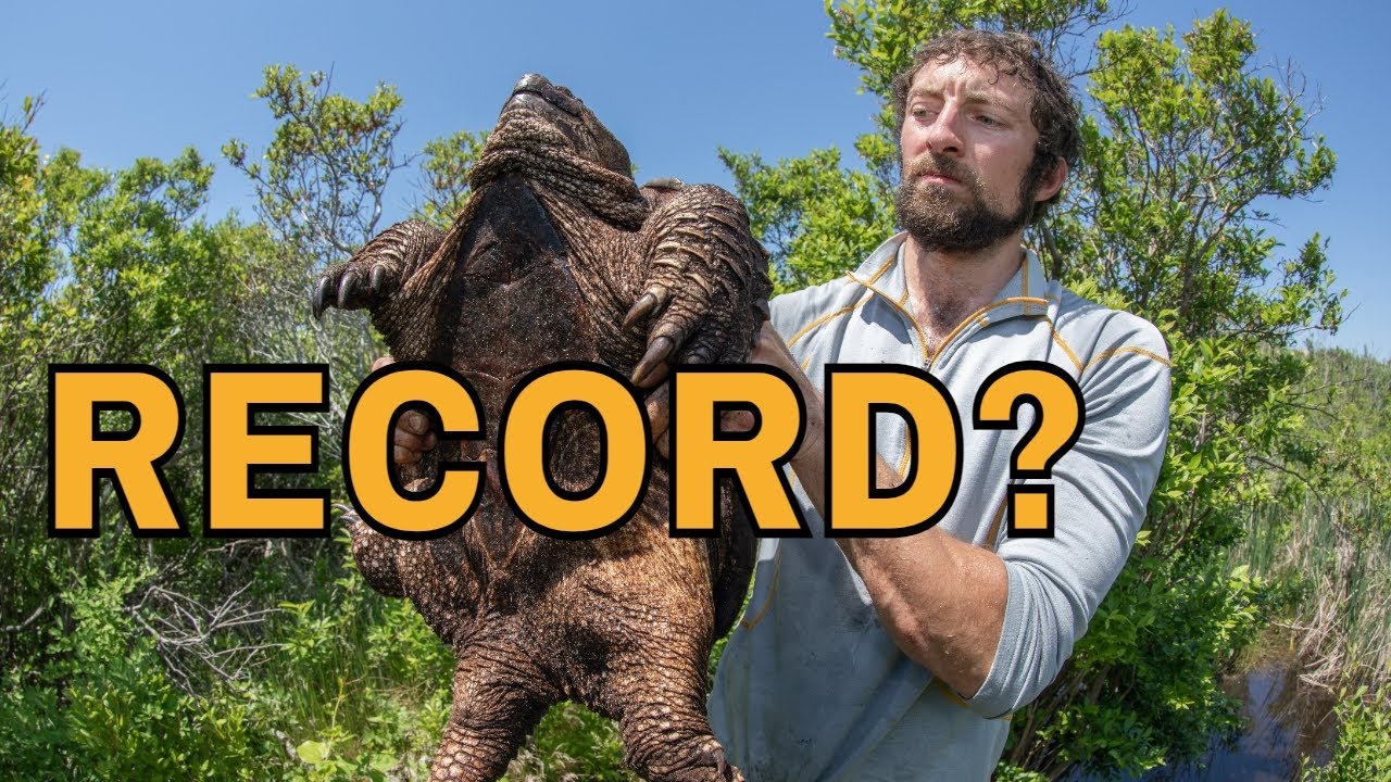 SNAPPING TURTLE PERSONAL RECORD