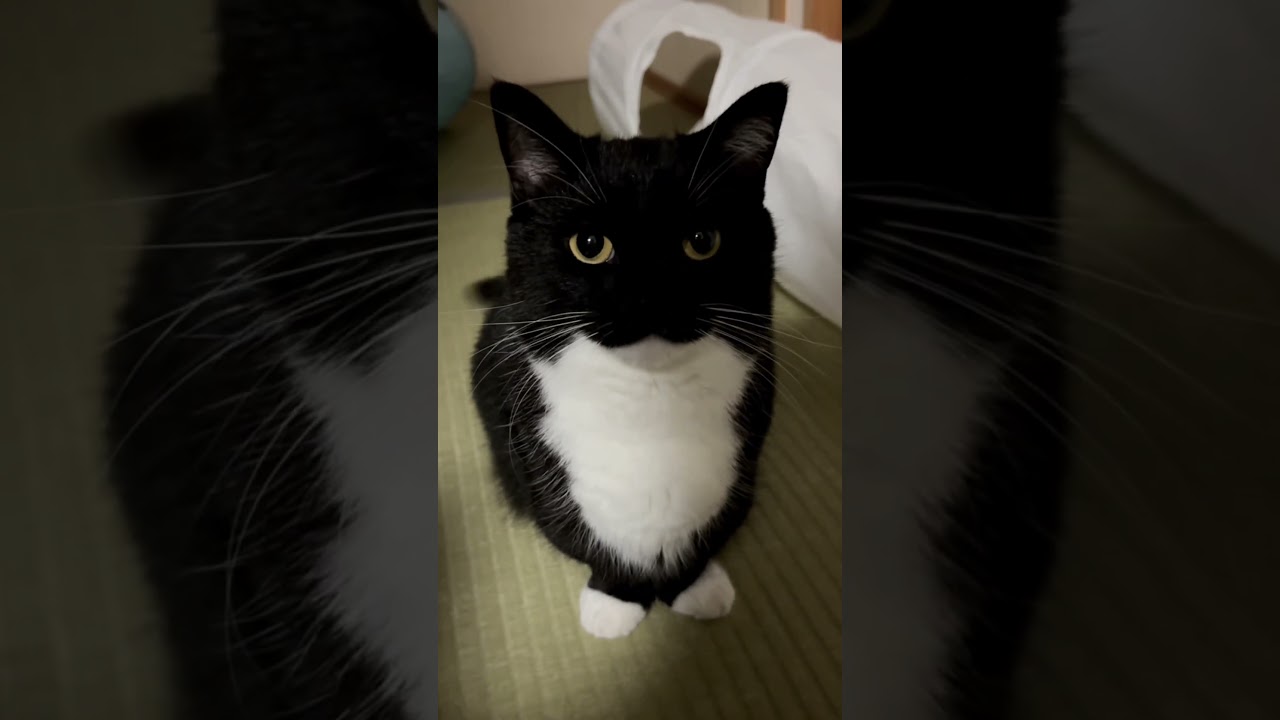 This is Uni :3 #shorts #cat #猫 #maxwell #uni #うに