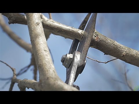 How to Prune a Crape Myrtle - A Step by Step Guide