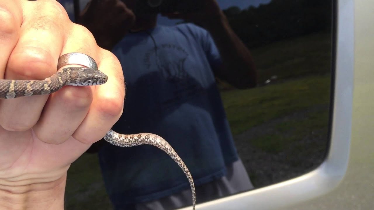 How to identify venomous and non venomous snakes in Eastern Pennsylvania