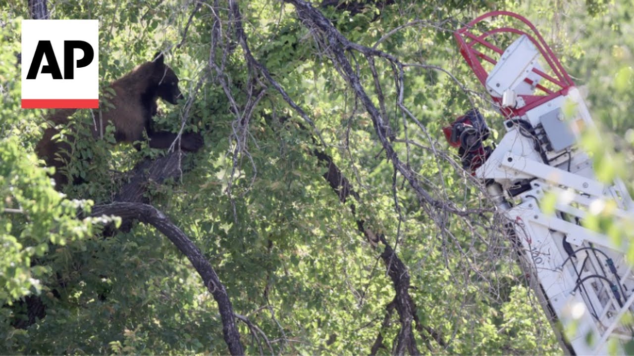 Bear survives hard fall from tree near downtown Salt Lake City | arabtimes