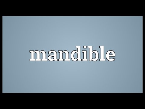 Mandible Meaning