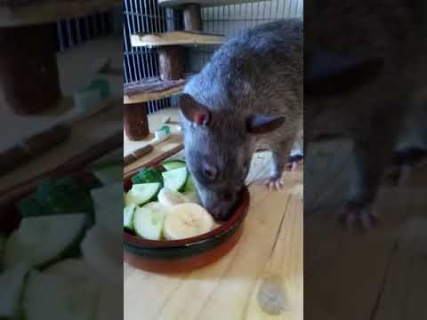 Fruit Dinner for a gambian pouch Rat ❤️