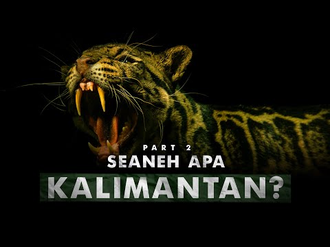 Apa Yang Tersembunyi di Balik Hutan Paru-paru Dunia? | Pulau Kalimantan – Part 2