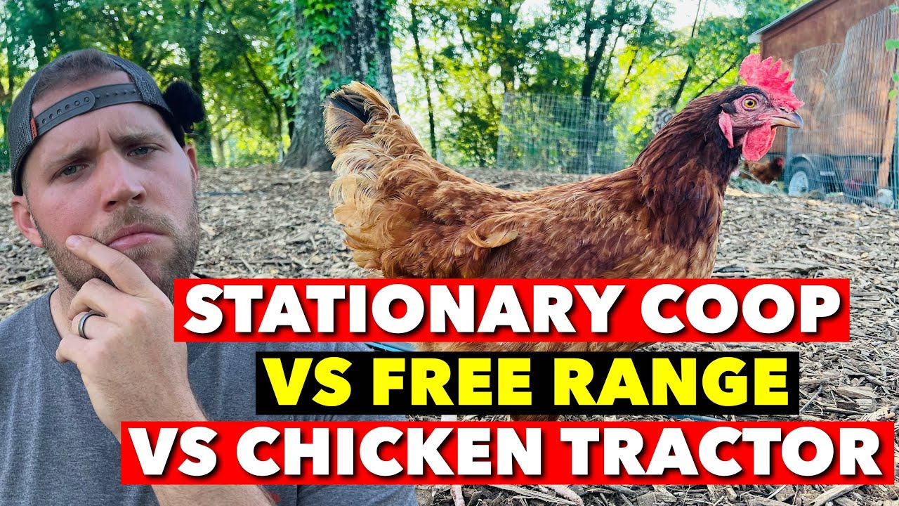 I’VE TRIED ALL STYLES OF CHICKEN COOPS! WHAT’S BEST?!