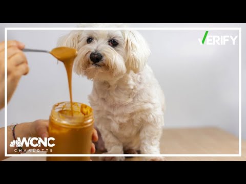 Is peanut better with xylitol dangerous for dogs? VERIFY