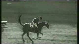 Halla: Zuchtstute, 2 exklusive Videos, Pedigree