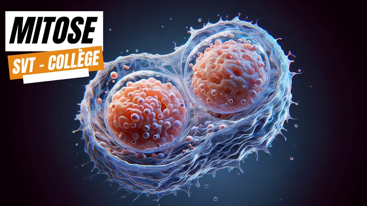 Mitose - SVT collège