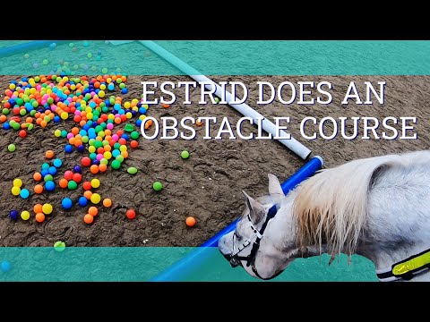 Ridden Obstacle course Clinic – Beth Endurance
