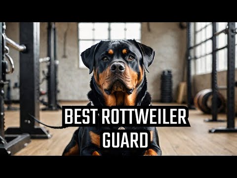 Watch My Rottweiler Become The Most Confident Dog Ever