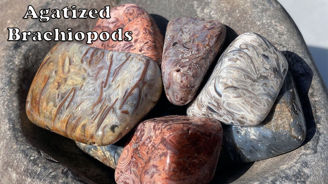 Tumbling Rocks Agatized Brachiopods
