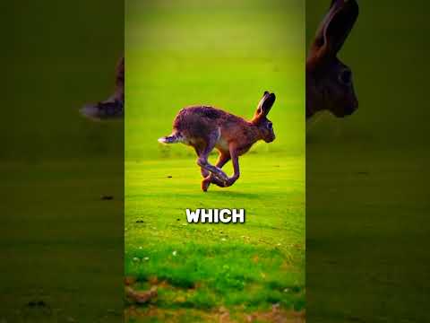 Rabbits vs. Hares - Key DIFFERENCES #animals #rabbit #hare #shorts