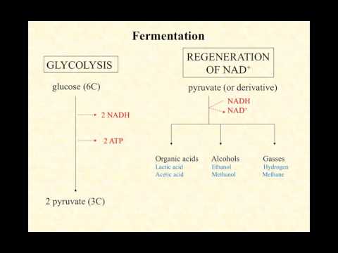 BIO2020 Episode 022: fermentation