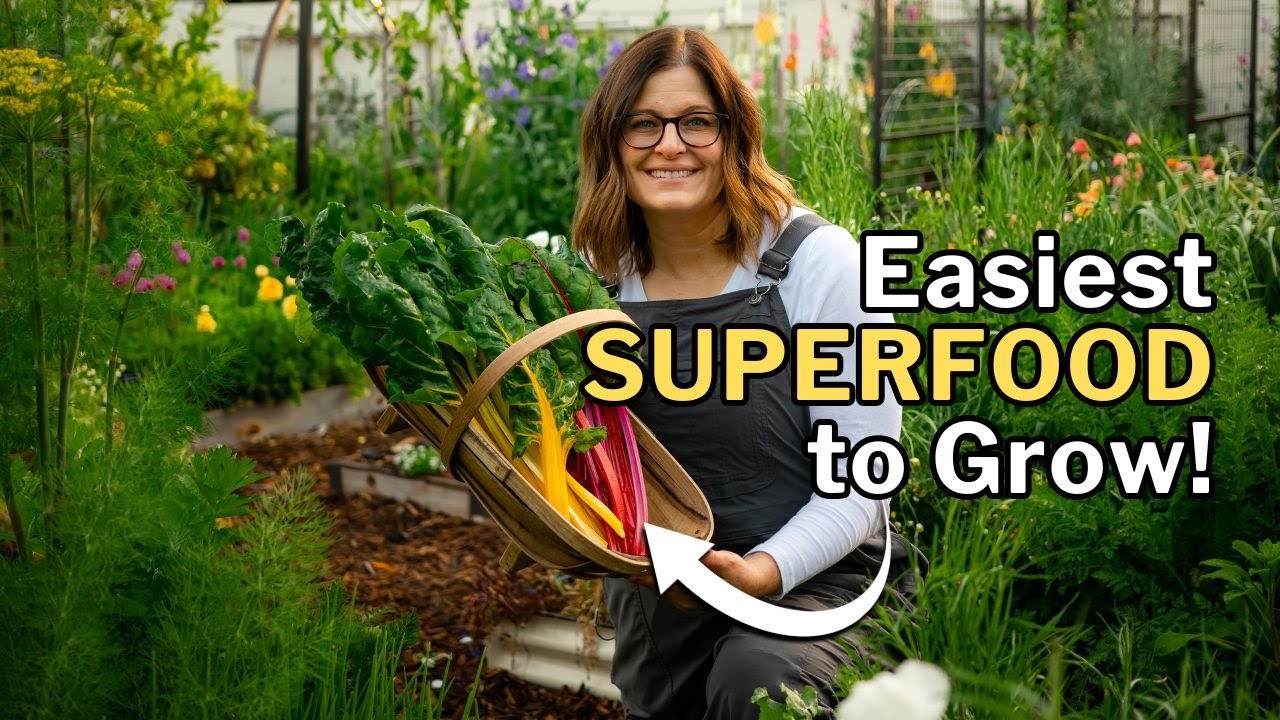 SWISS CHARD GROWING GUIDE: Every Gardener Should Grow It!