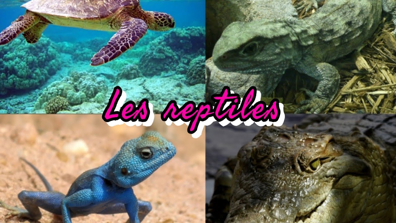 Les reptiles