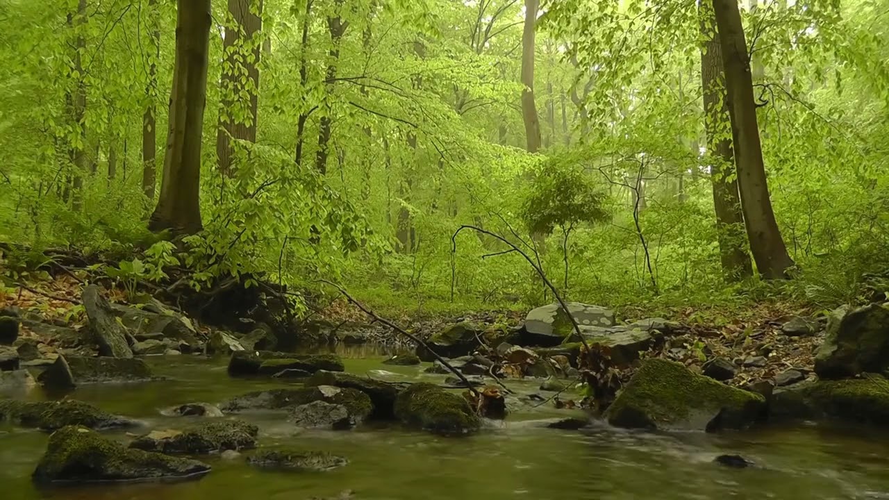 hd 1280 720 25fps  nature
