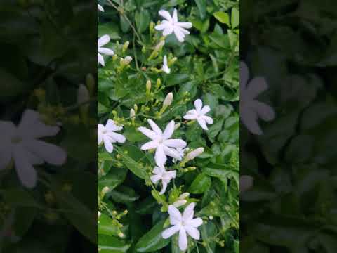 Know Your Plant Name 6