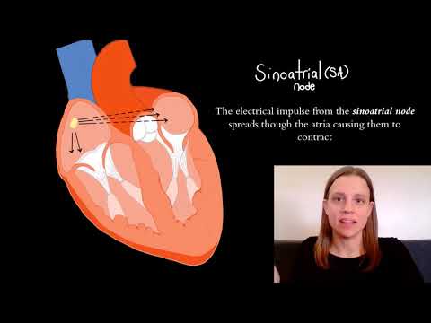 Intrinsic Conduction System