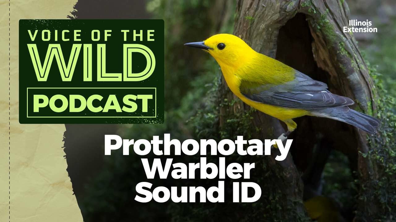 Episode 52: Prothonotary Warbler – Voice of the Wild