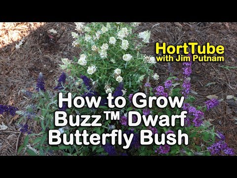 How to grow Buzzâ„¢ Dwarf Butterfly Bushes - 7 Colors That Bloom All Summer Long