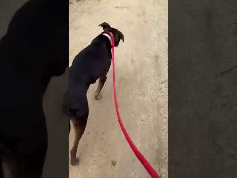 Video of adoptable pet named Jenny