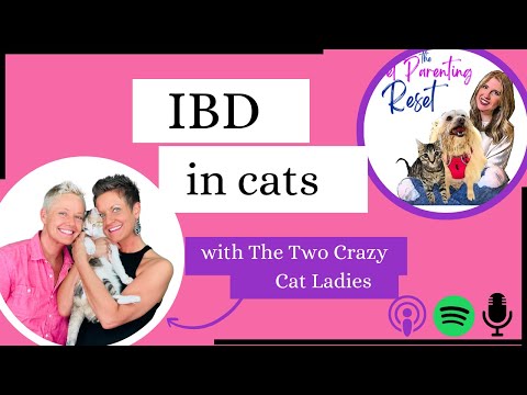 Irritable Bowel Disease In Cats: From Prevention to Help After Diagnosis