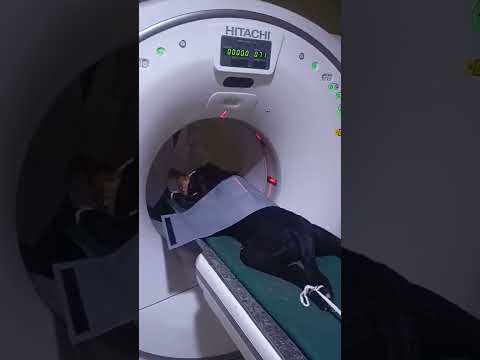 Dog in CT scan room